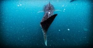19 Important Donsol Whale Shark Facts You Need to Know Before Swimming ...