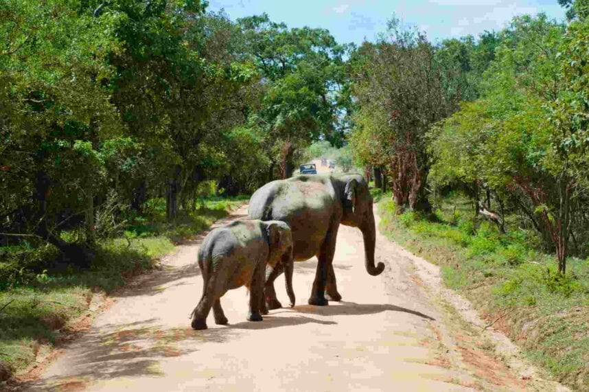 The 6 Best Sri Lanka Safari Tours | Elephants, Leopards, and More – A ...